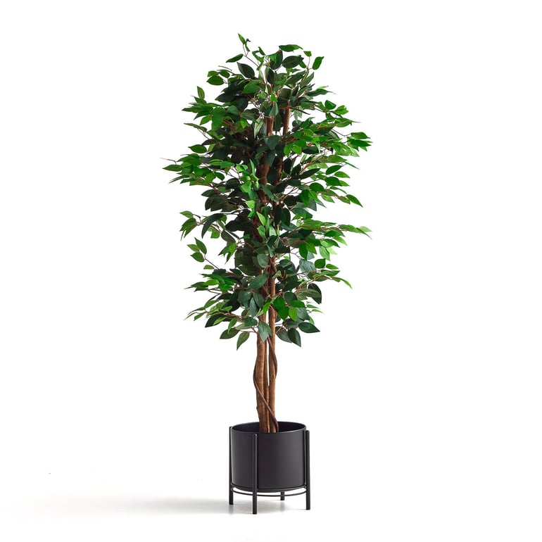 Kunstig Ficus Benjamin plante, H 1600 mm, inkl. sort stålkrukke på ...