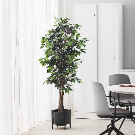 Kunstig Ficus Benjamin plante, H 1600 mm, inkl. sort stålkrukke på ...